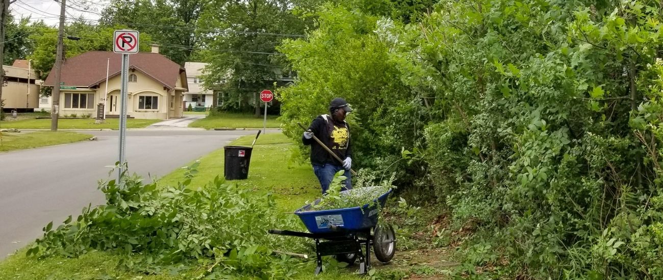 Hedge Trimming » Shrub Pruning » Williams Lawn Care Services